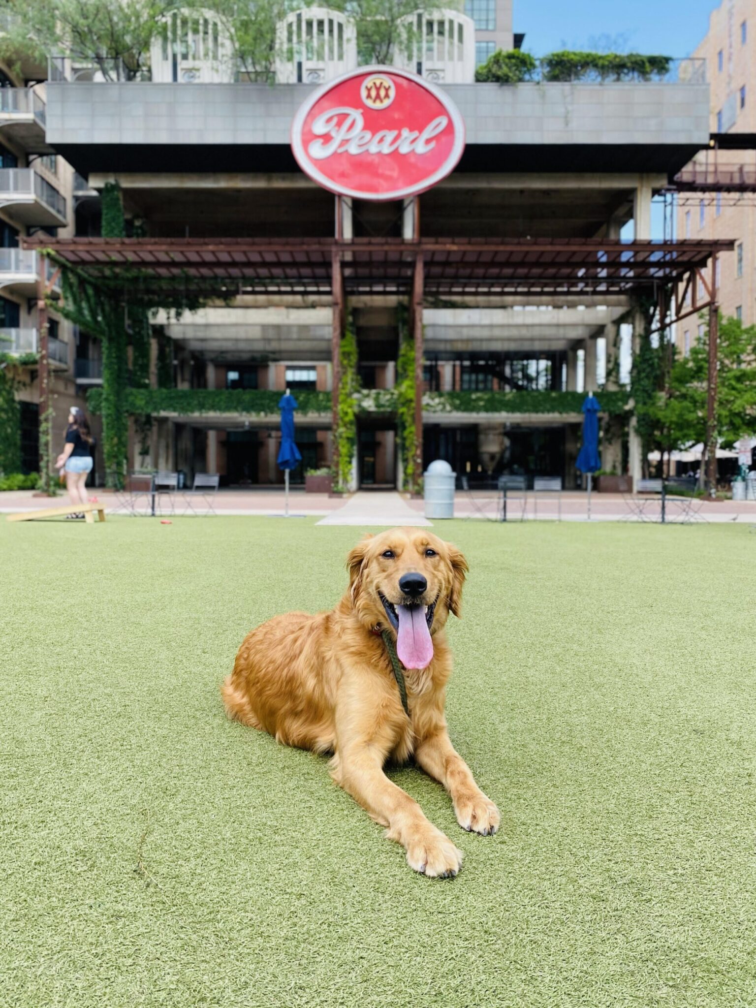 Triad Three Week Board and Train - Camp Lucky Board and Train