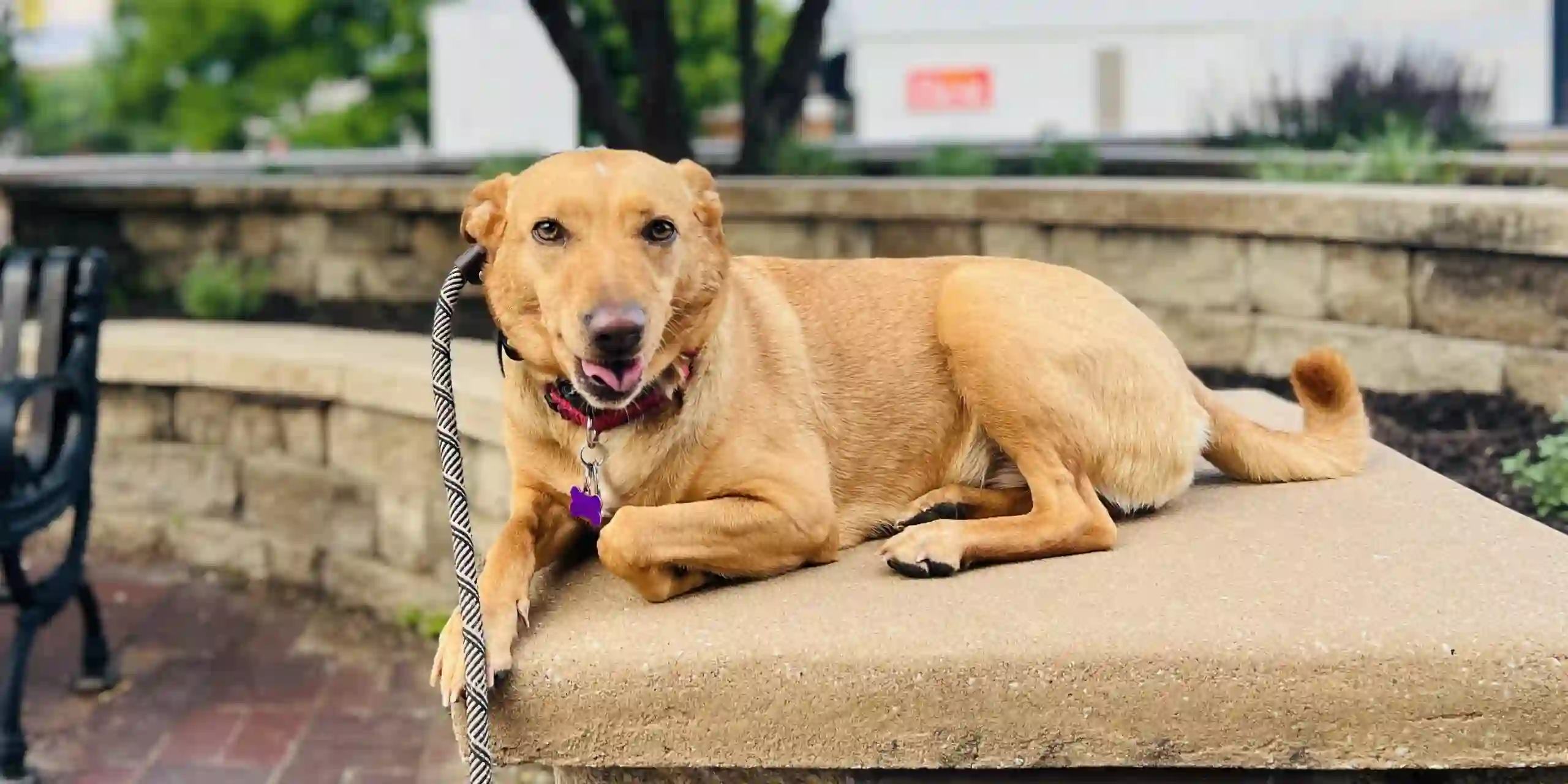 Dog Trainer Stonybrook | Professional Dog Training Services - Camp ...